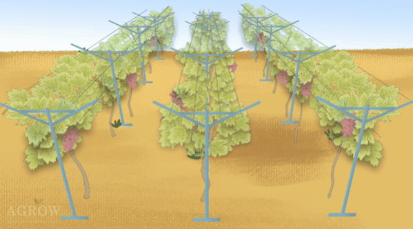 AGROW|Relevant Science Popularization of Trellis System Suitable for ...