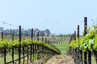 Quality DOV Raisin Trellis System Manufacturer and Supplier from China ...