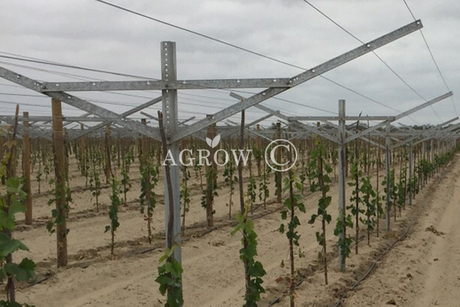 AGROW CHINA | Orchard & Vineyard Trellis