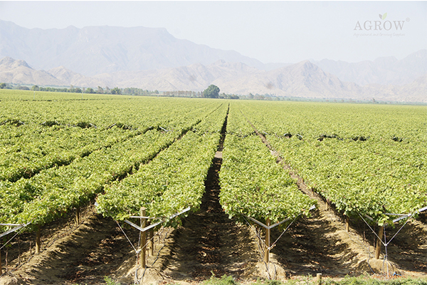 AGROW|Why do Vineyards need Trellis Systems?
