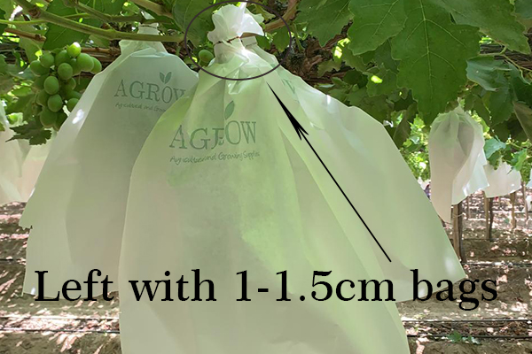 AGROW|How to Bag Grapes Properly?