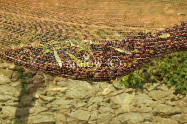 Quality Olive Harvest Net Manufacturer and Supplier from China | AGROW