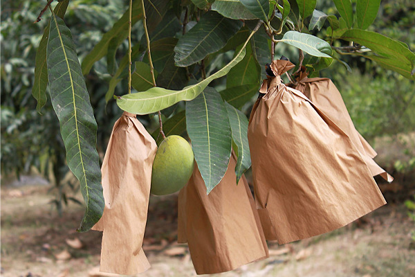 AGROW|10 Interesting Facts About Mangoes