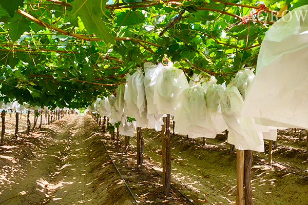 AGROW|What Do You Need to Know about Fruit Bagging？