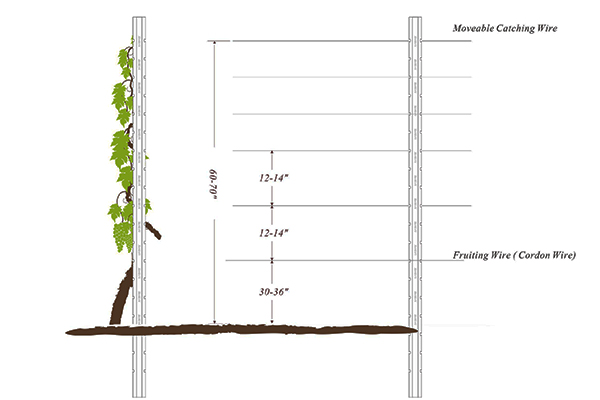 Quality Vertical Shoot Positioning (VSP) Trellis System Manufacturer ...