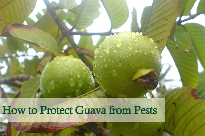 AGROW|How To Protect Guava From Pests