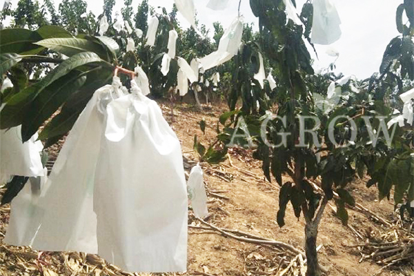 AGROW|Notes after mango bagging